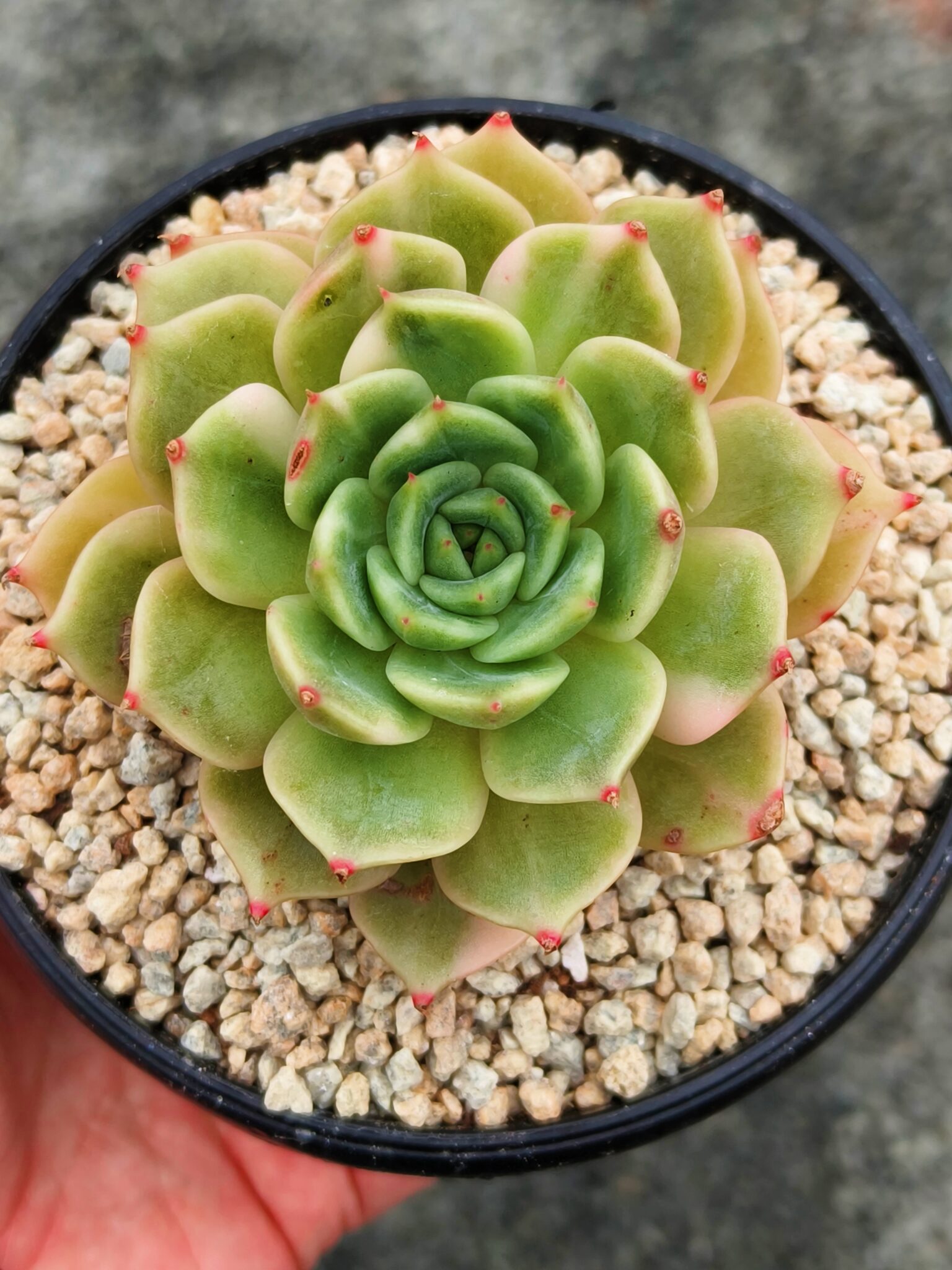 Echeveria Lake Baikal variegata - Les Succulentes de Perséphone
